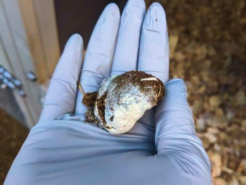 Dream About Chicken Poop