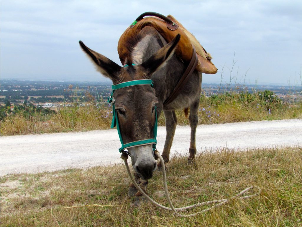 Sonhar Com Burros De Água