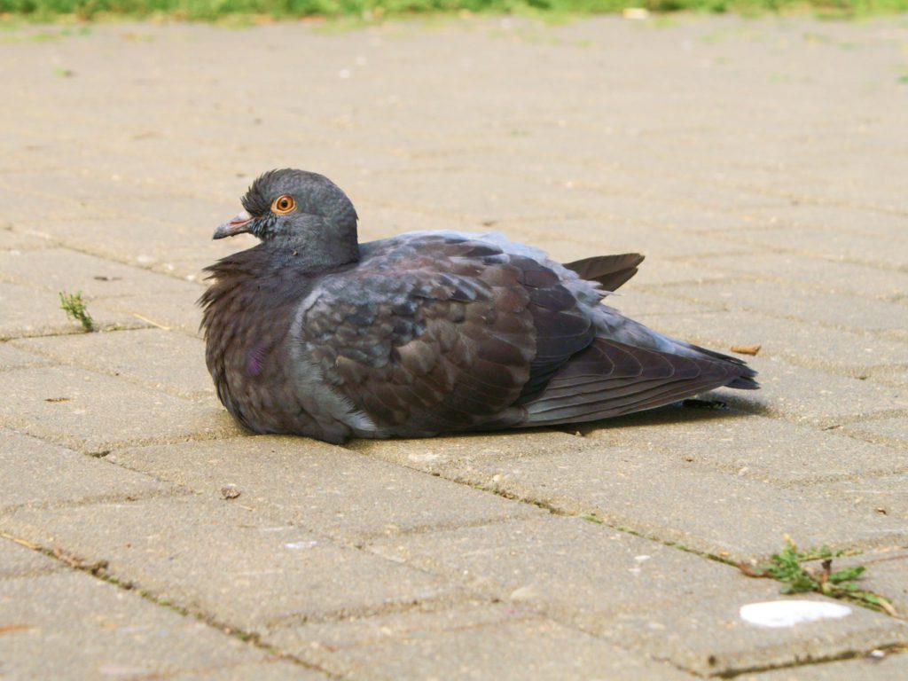 Sonhar com Pombos Agonizantes