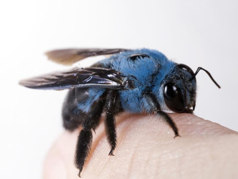 Soñar con Abejas Azules
