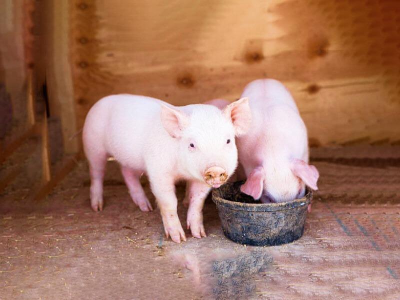 Soñar con Chanchitos Blancos