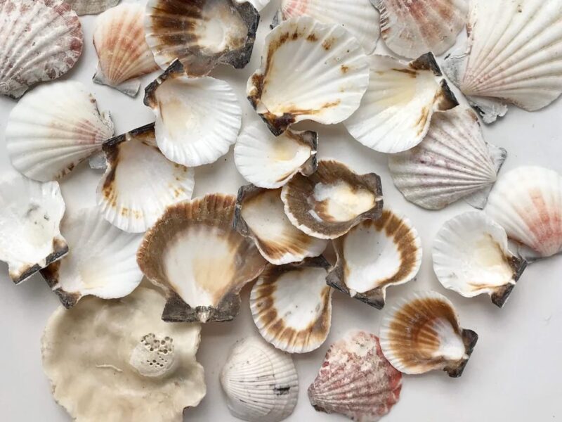 Significado de Soñar con Moluscos