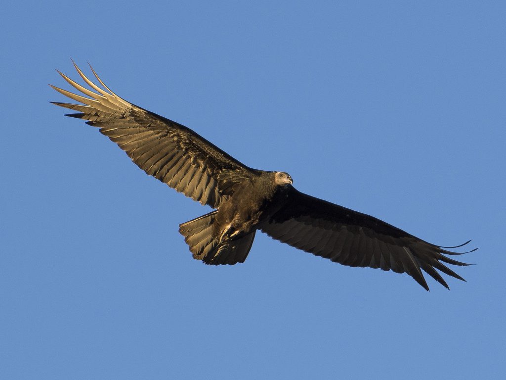 Soñar con Gallinazos Volando
