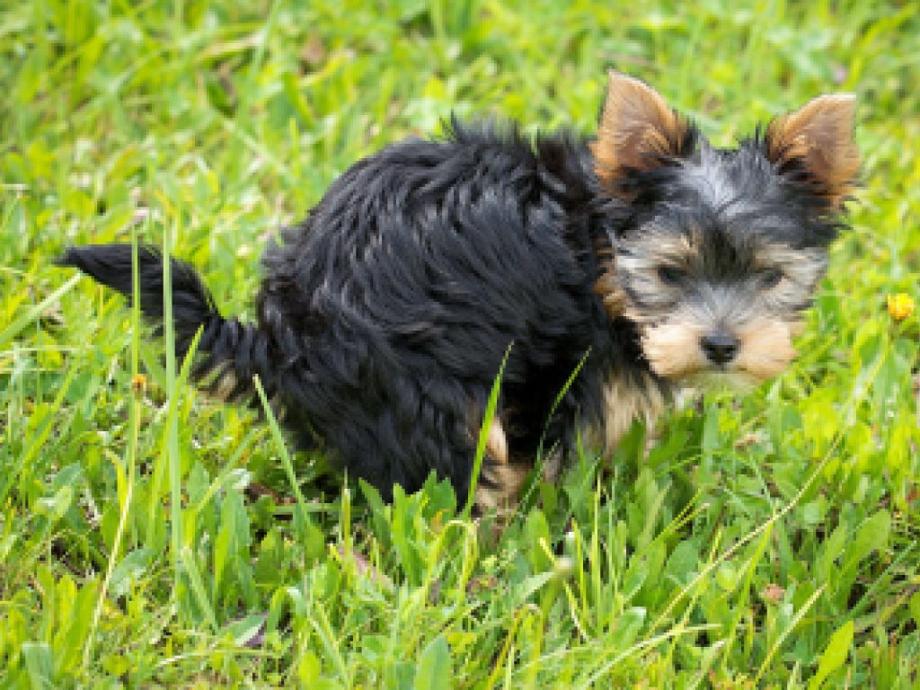 Soñar con Guano de Perros
