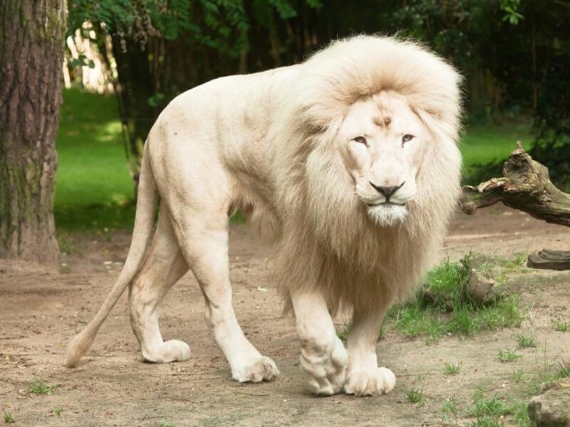 Soñar con León Blanco