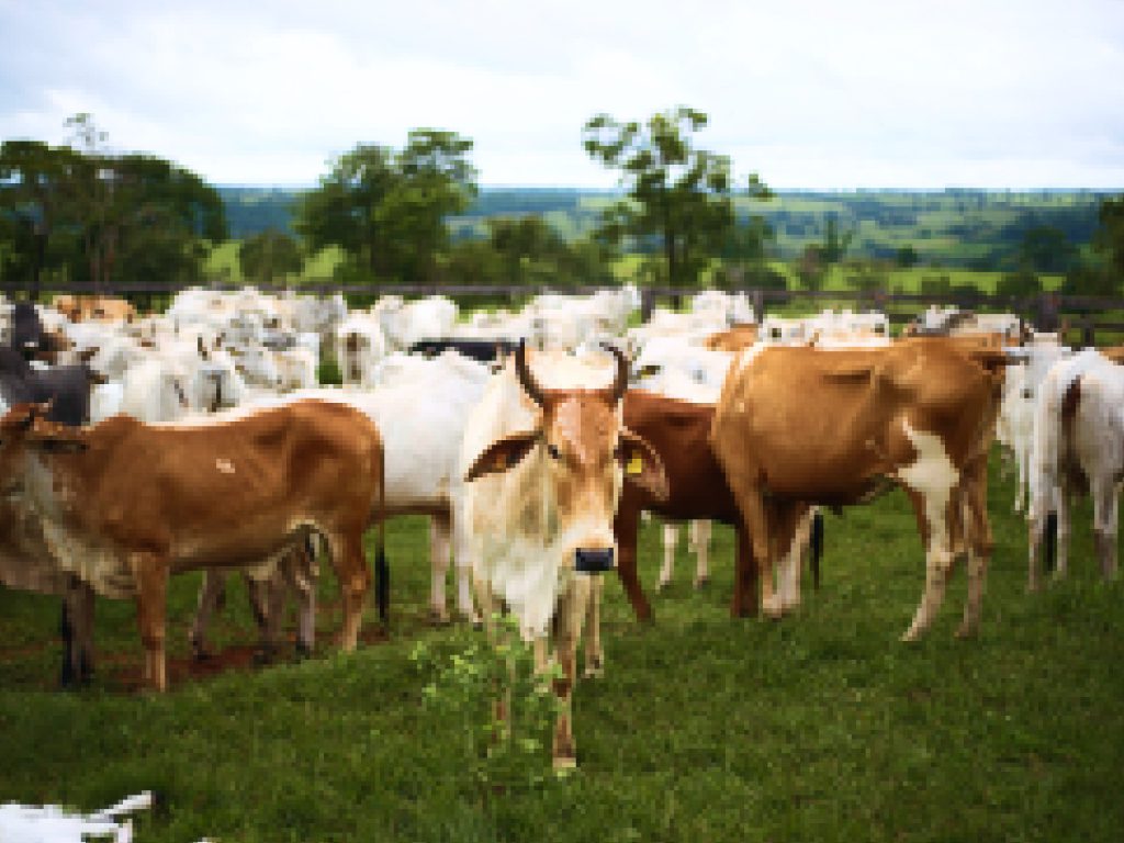 Soñar con Manada de Vacas