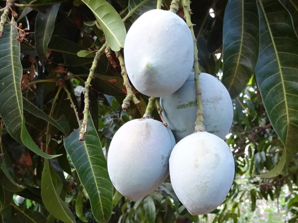 Soñar con Mango Blanco
