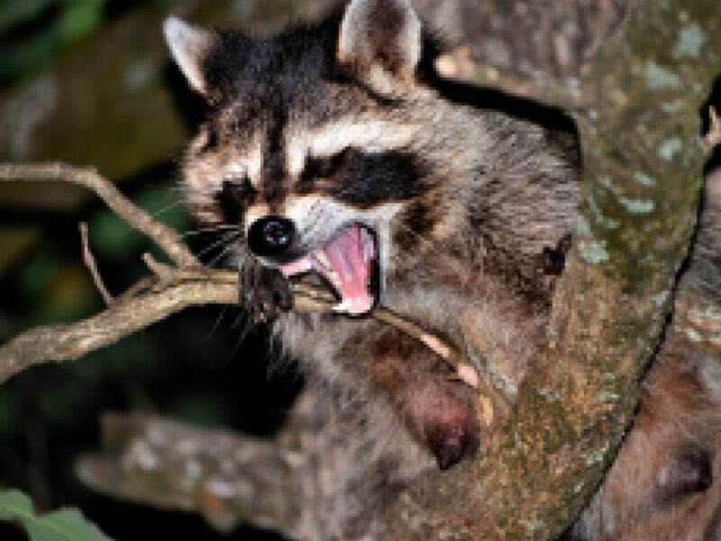 Soñar con Mapache Agresivo