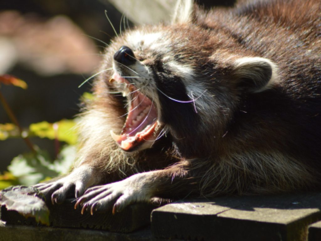 Soñar con Mapache Atacando