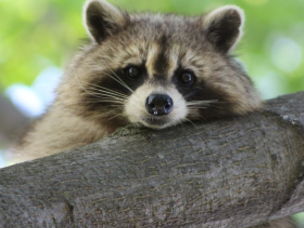 Soñar con Mapache Bonito