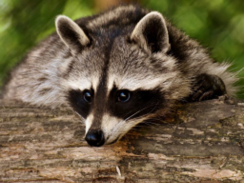 Soñar con Mapache Cariñoso