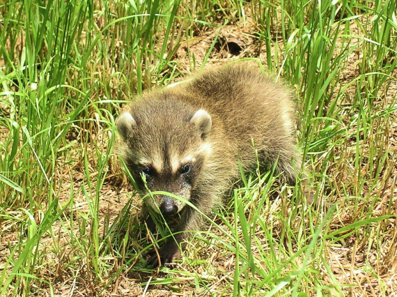 Soñar con Mapache Chiquito