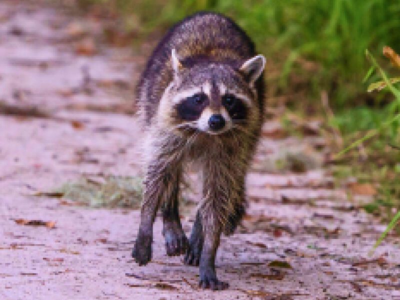 Soñar con Mapache Bebé