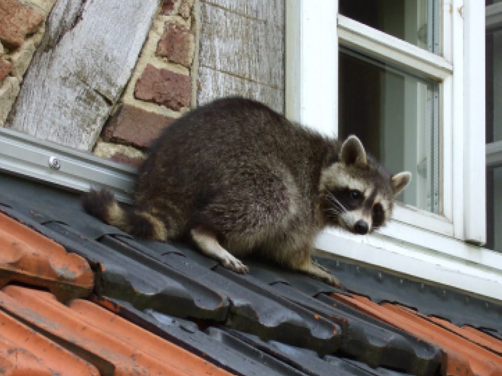Soñar con Mapache en Casa