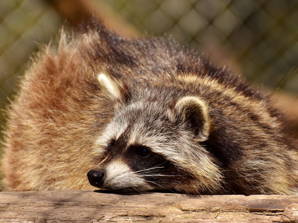 Soñar con Mapache Muerto