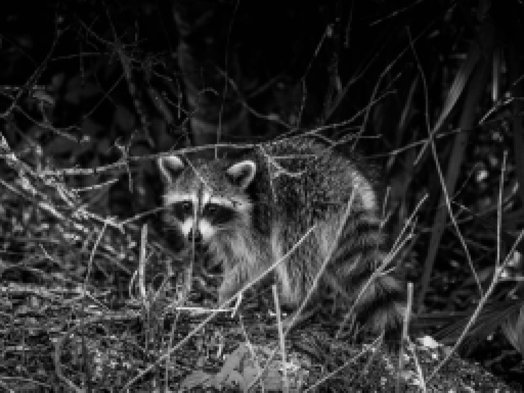Soñar con Mapache Negro