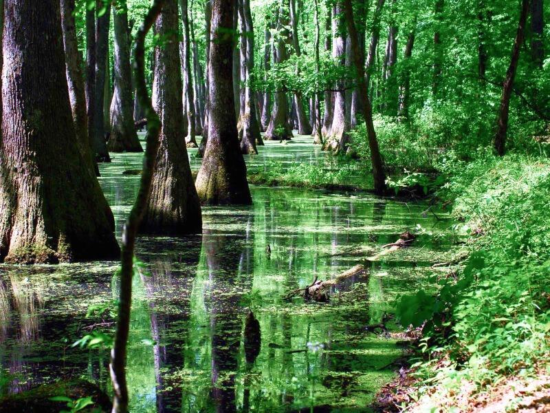 Soñar con Pantano de Tierra