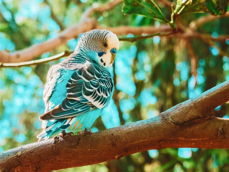 Soñar con Perico Celeste