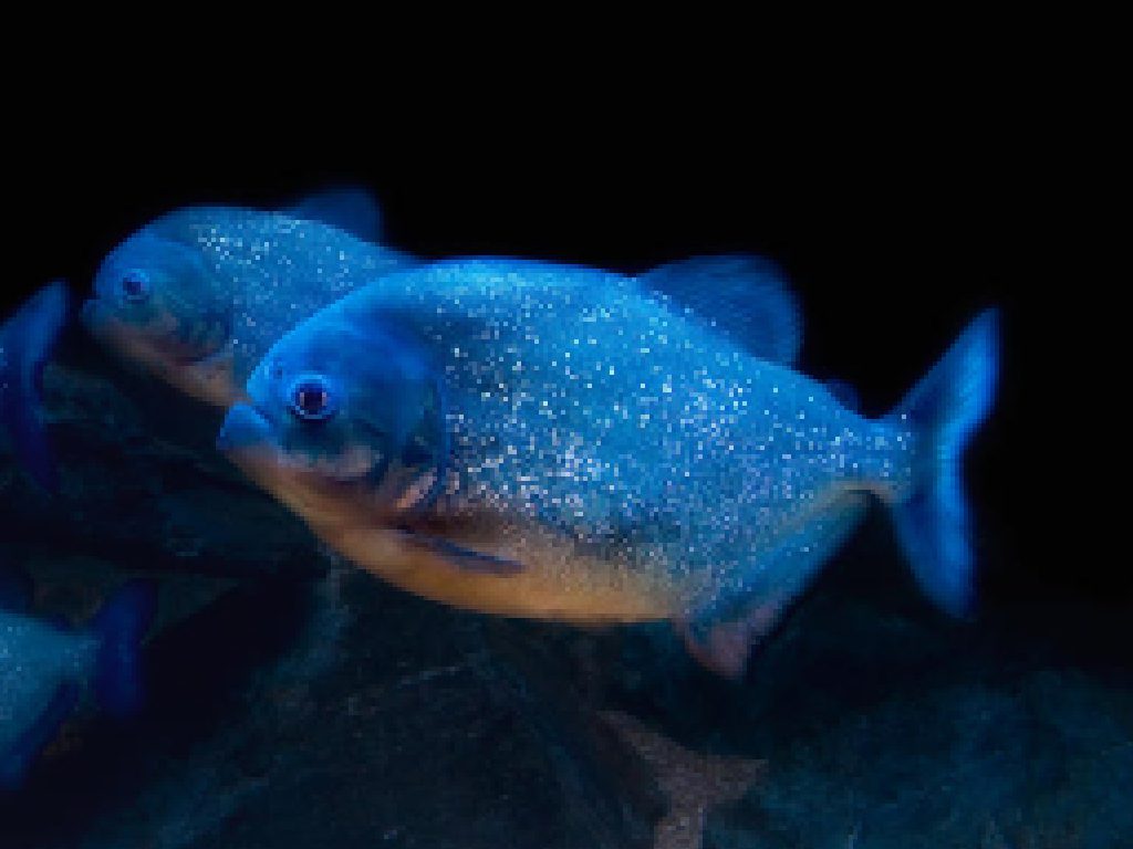 Soñar con Pirañas Azules