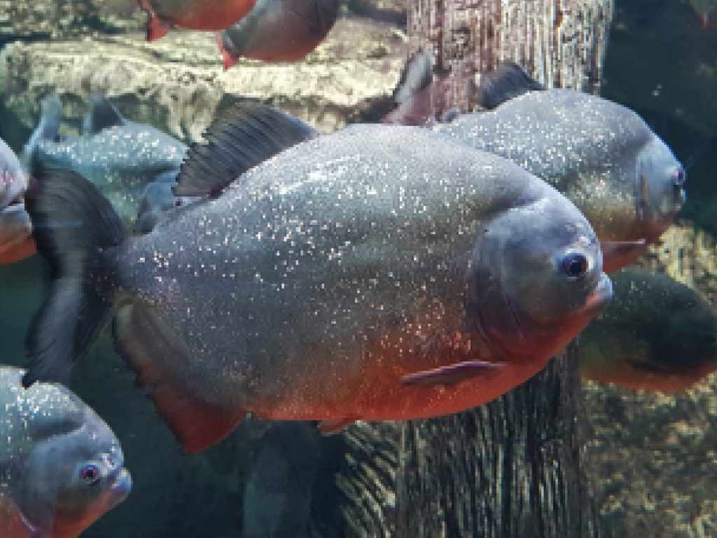 Soñar con Pirañas en Agua Sucia