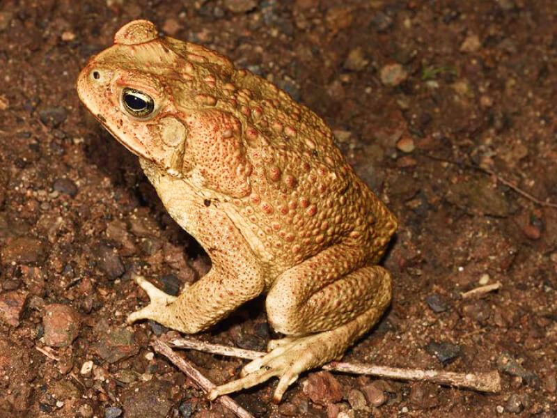 Soñar con Sapo Marrón