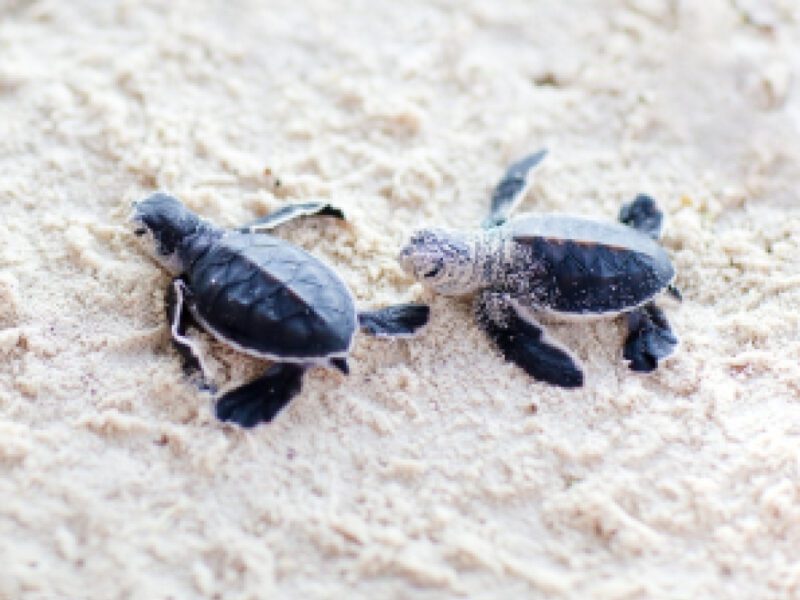 Soñar con Tortugas Pequeñas