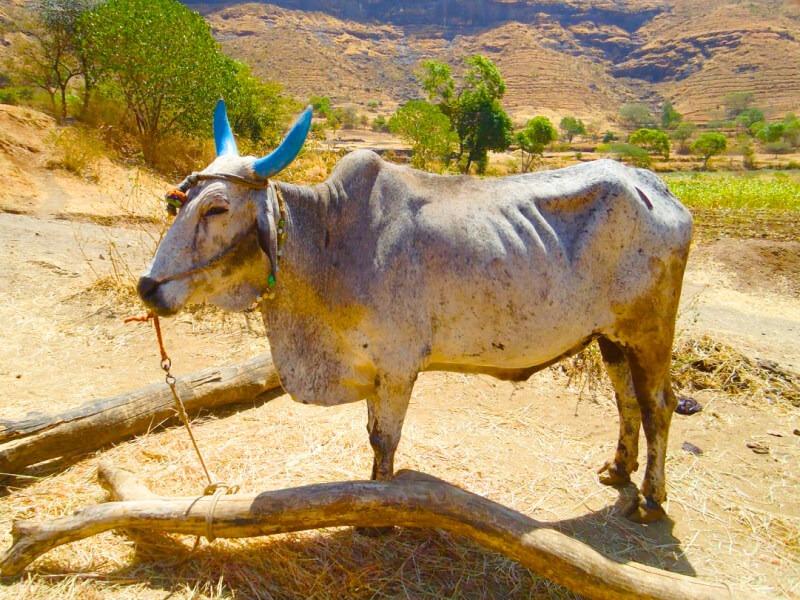 Soñar con Vaca Atada