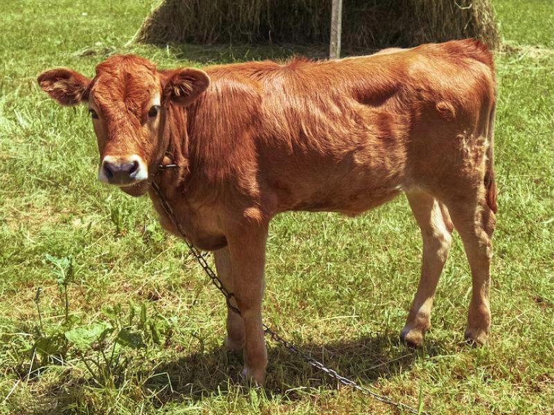 Soñar con Vaca Delgada