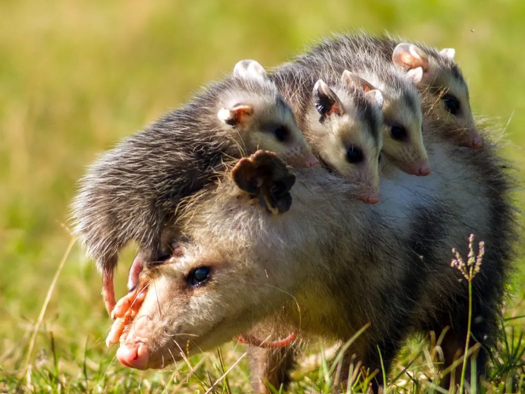 Soñar con Zarigüeya con Crías